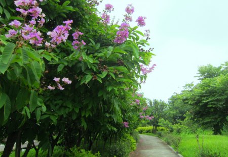 Beautiful trails - Flowers & Nature Background Wallpapers on Desktop ...