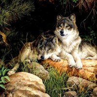 Wolves Wallpapers - Page 84 - Desktop Nexus