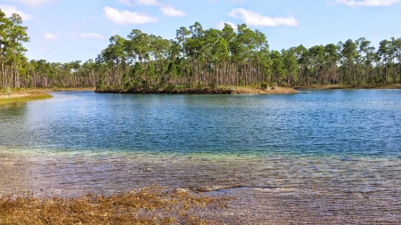 Everglades lake - Lakes & Nature Background Wallpapers on Desktop Nexus ...