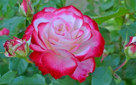 For You - Flowers & Nature Background Wallpapers on Desktop Nexus ...