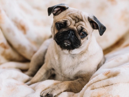 Take care your dog - Dogs & Animals Background Wallpapers on Desktop ...