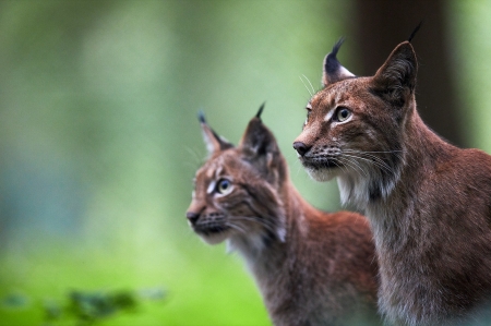 Lynx - Cats & Animals Background Wallpapers on Desktop Nexus (Image ...