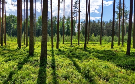 Forest in Latvia - Forests & Nature Background Wallpapers on Desktop ...