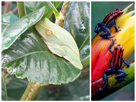 FROG COLLAGE - Frogs & Animals Background Wallpapers on Desktop Nexus ...