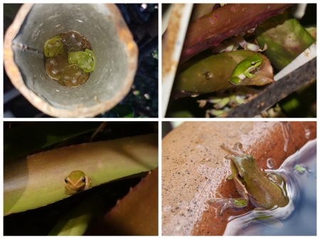 FROG COLLAGE - Frogs & Animals Background Wallpapers on Desktop Nexus ...