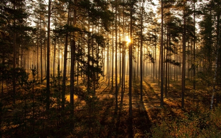 Sunrise in Forest - Forests & Nature Background Wallpapers on Desktop ...