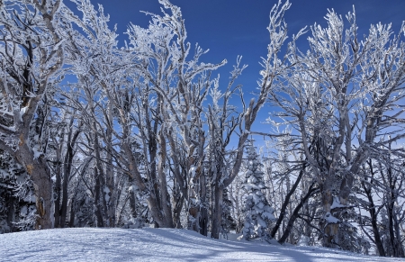 Frosted trees near Jackson, Wyoming - Winter & Nature Background ...