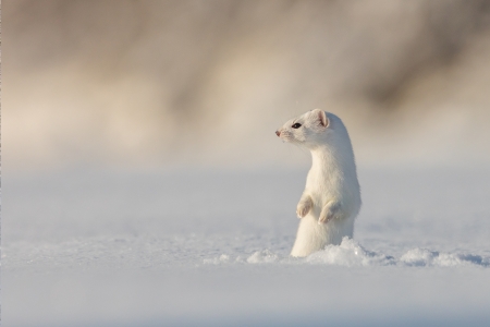 I Am Weasel Wallpaper