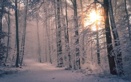 Winter Forest - Forests & Nature Background Wallpapers on Desktop Nexus ...