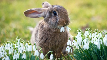 Bunny - Rodents & Animals Background Wallpapers on Desktop Nexus (Image ...