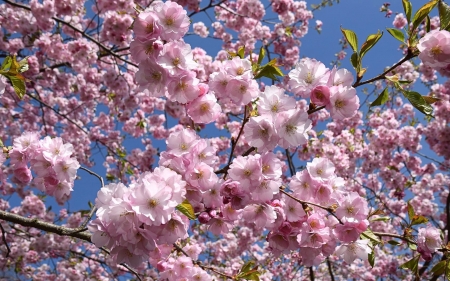 Cherry Blossoms - Flowers & Nature Background Wallpapers on Desktop ...