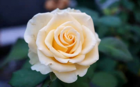 Rose - Flowers & Nature Background Wallpapers on Desktop Nexus (Image ...