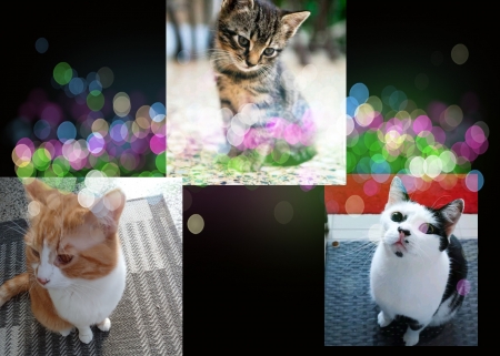 Collage of cats - Cats & Animals Background Wallpapers on Desktop Nexus ...