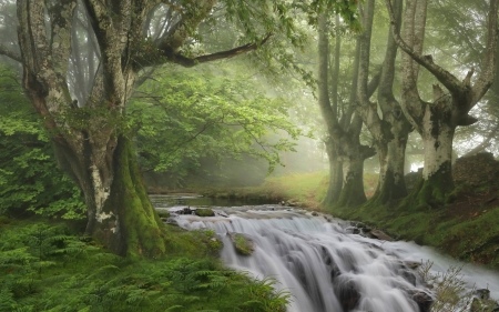 Forest Stream - Rivers & Nature Background Wallpapers on Desktop Nexus ...