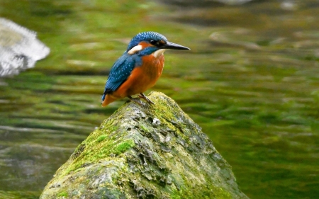 Kingfisher on Rock - Birds & Animals Background Wallpapers on Desktop ...