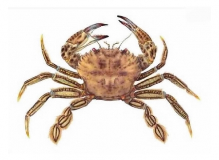 Crab - Other & Animals Background Wallpapers on Desktop Nexus (Image ...