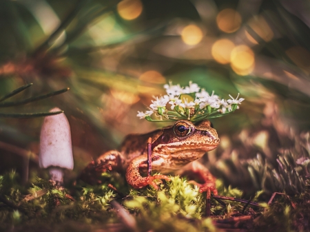 Frog - Frogs & Animals Background Wallpapers on Desktop Nexus (Image ...
