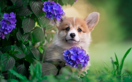Corgi Puppy and Flowers - Dogs & Animals Background Wallpapers on ...