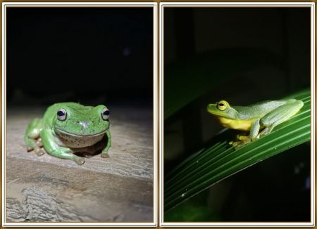 FROG COLLAGE - Frogs & Animals Background Wallpapers on Desktop Nexus ...