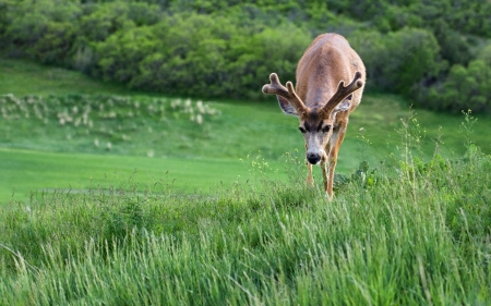 Deer - Deer & Animals Background Wallpapers on Desktop Nexus (Image ...