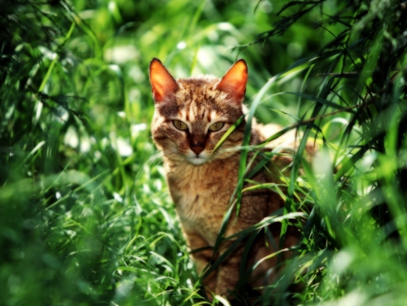 Cat in forest - Cats & Animals Background Wallpapers on Desktop Nexus ...