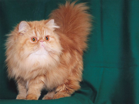 Fluffy red kitten - Cats & Animals Background Wallpapers on Desktop ...